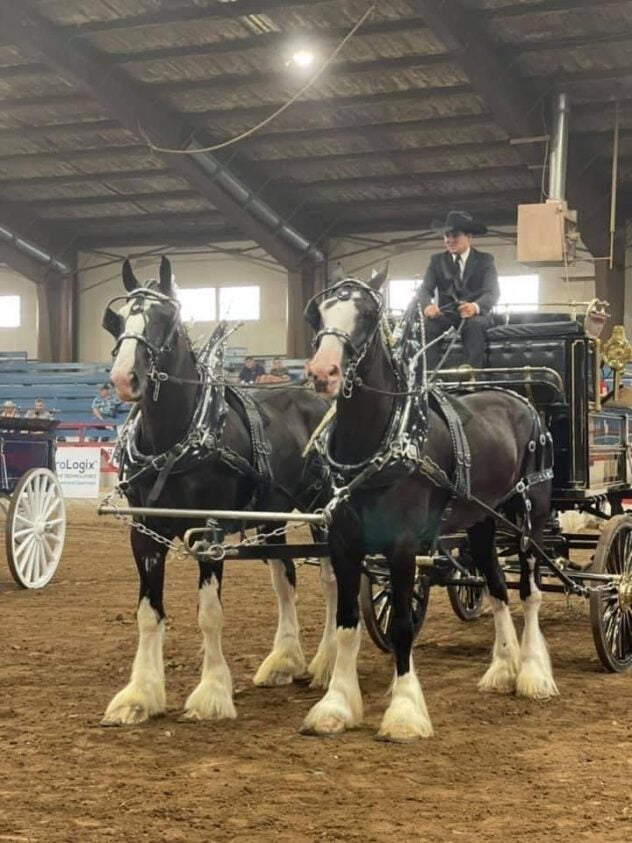 Local 41 Driver Stays True to Union Roots with Teamsters Horse Hitch ...